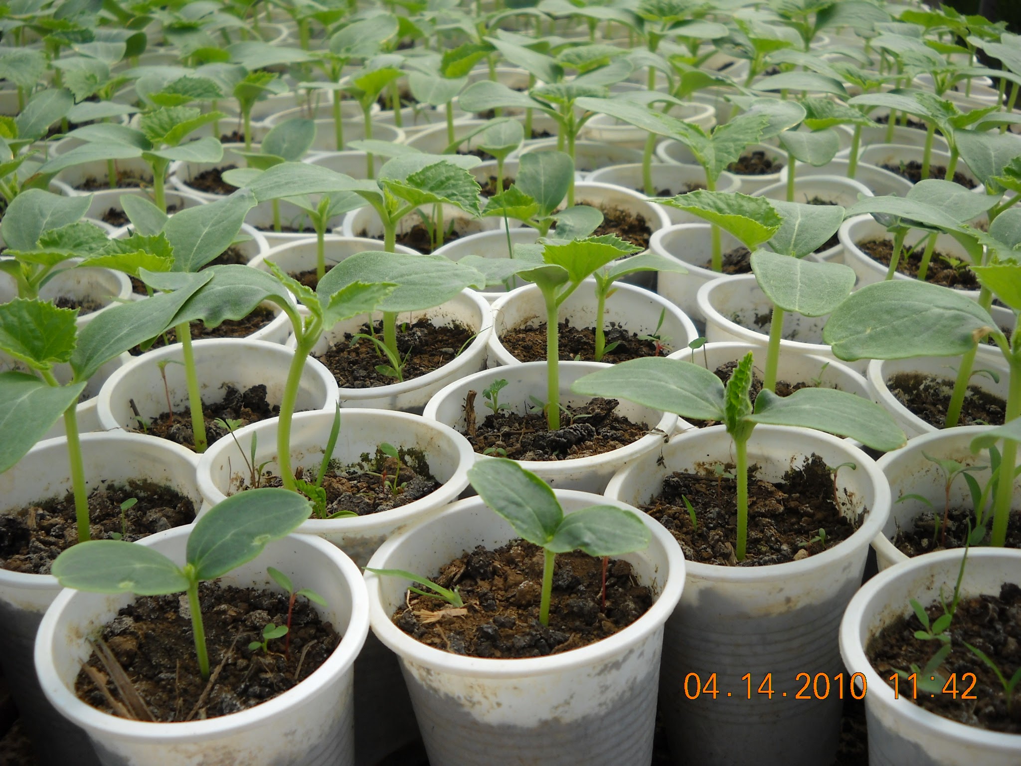 Promoting EU DCFTA Standards within Georgian Agriculture | CNFA Europe